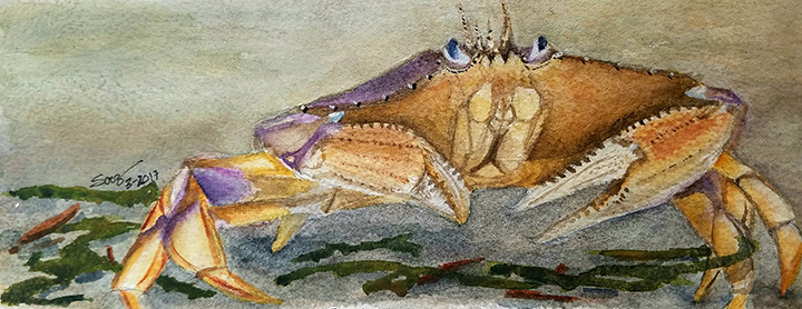 Why do I paint fish and ocean critters? – Watercolors By Sooz